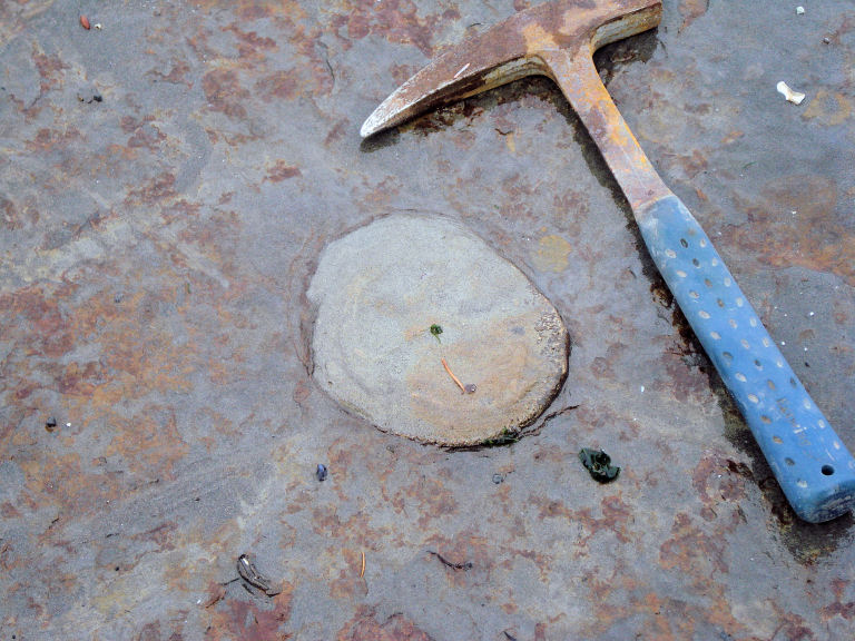 NARG Fossil Point Whale Skull Search & Rescue